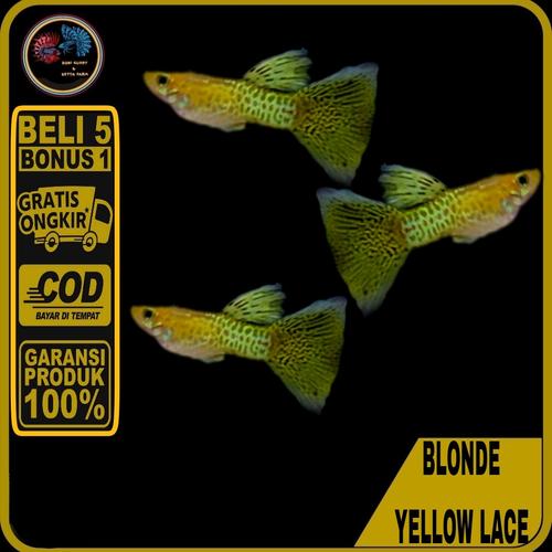 Jual Ikan Hias Guppy Blonde Yellow Lace Pasangan Aquarium - J - Kab. Demak - Doni_guppy&betta ...
