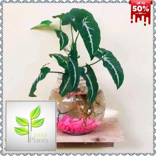 Jual tanaman media air - tanaman hias media air syngonium wenlandii ...