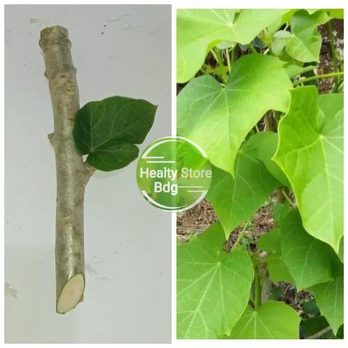 Jual Cutting stek potongan batang pohon jarak Pagar per batang - Kab ...