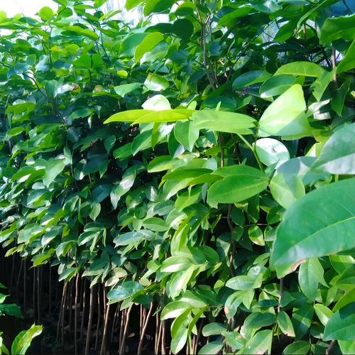 Jual Bibit Tanaman Merbau Flora Langka Kayu Besi Nusantara Ukuran 80 Cm ...