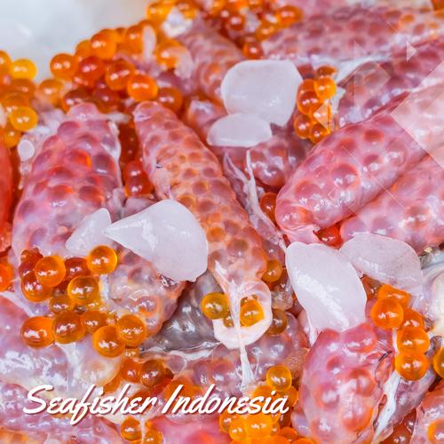 Jual telur ikan manyung - Kab. Cilacap - SeafisherIndonesia | Tokopedia