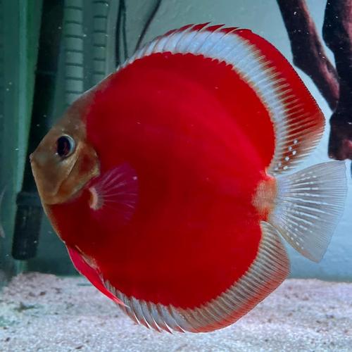 Jual Discus 1inch sanmerah bluerim/ IKAN DISCUS HIAS AIR TAWAR - 2cm ...