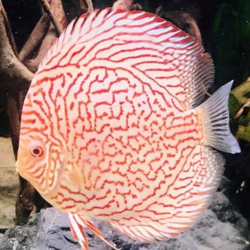 Jual discus 2inch leopard/ikan DISCUS AIR TAWAR - 1cm, tidak garansi ...