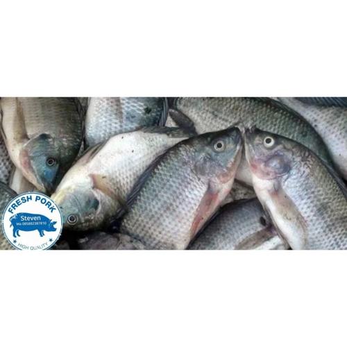 Jual Ikan Nila Hitam Segar - Fresh Black Nile Tilapia Fish - Jakarta ...