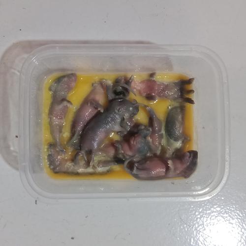 Jual Nyingnying/bayi tikus/baby mouse mancing Galatama Lele - per ...