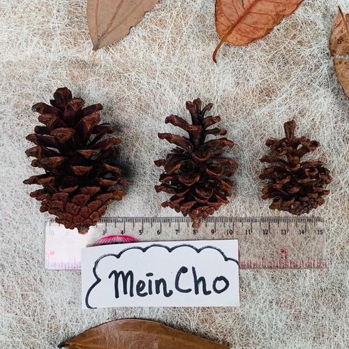 Jual Buah Oak Biji Oak Acorns Acorn Auntum Christmas Decor Dried (1-5 ...