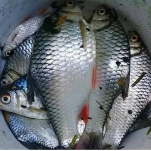 Jual Ikan Tawes Segar 500gr isi 2-4 ekor - Kota Bandung - Rumbo Sayur ...