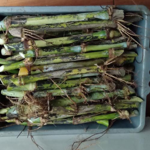 Promo BIBIT RUMPUT PAKCHONG TUA 1 KG BIBIT PAKCONG PAKAN TERNAK - Kab ...