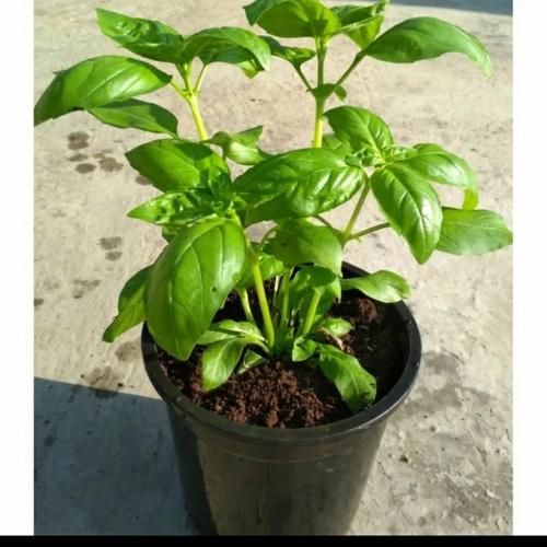 Jual Bibit Tanaman Basil | Herbal Basil Kaya Antioksidan Tinggi - Kab ...