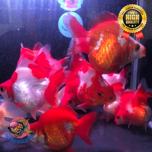 Promo Ikan Hias Mas Koki Ryukin Super Quality - XXL - Kota Tangerang ...