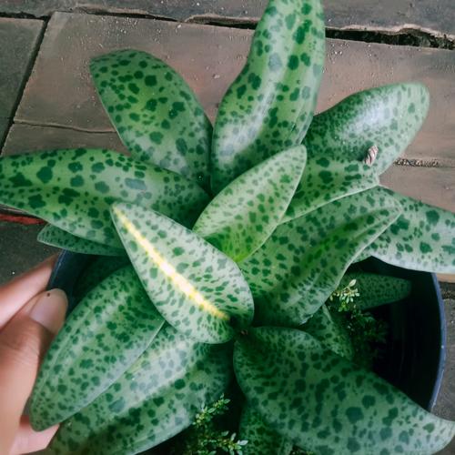 Jual peperomia lidah katak drimiopsis lidah katak batang merah lidah ...