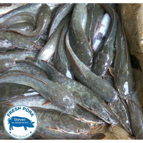 Jual Ikan Lele Segar ( Fresh Cat FISH ) - Jakarta Utara - STEVEN TOKO ...