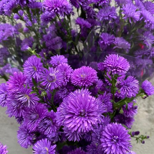 Jual Bunga pikok biru segar / bunga pikok asli fresh - Jakarta Barat ...