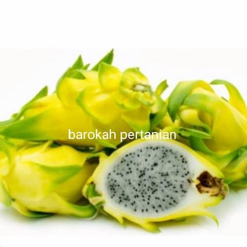 Jual Buah Naga Kuning Golden Thailand Grade A - Kab. Banyuwangi ...