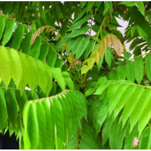 Jual Daun Belimbing wuluh Sayur Segar Averrhoa Bilimbi Linn Asam Botol ...