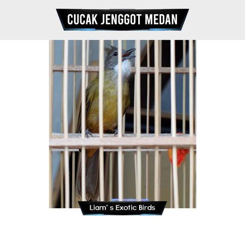 Jual Burung Cucak Jenggot Sumatera Bahan - Satuan Betina - Jakarta ...