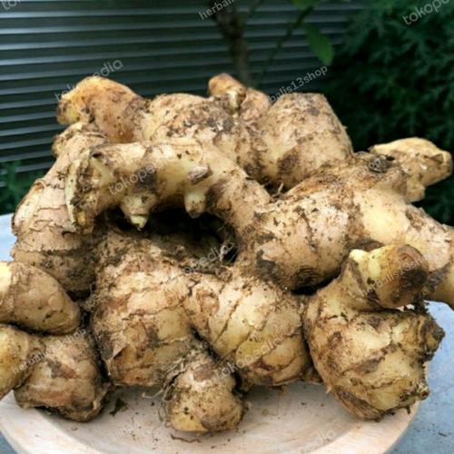 Jual Jahe gajah segar 1kg atau jahe putih besar - Jakarta Barat ...