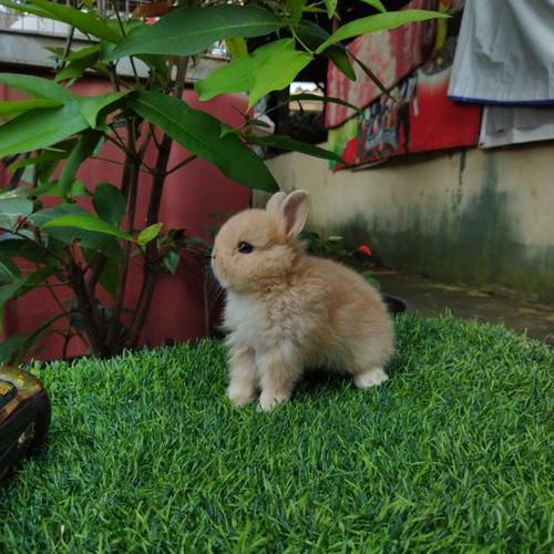 Jual kelinci Hias netherland dwarf warna langka - Jakarta Timur - Dream ...