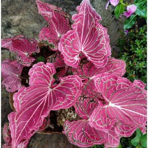 Jual Tanaman Hias Caladium Wayang Batik Cantik dengan Pot dan media ...