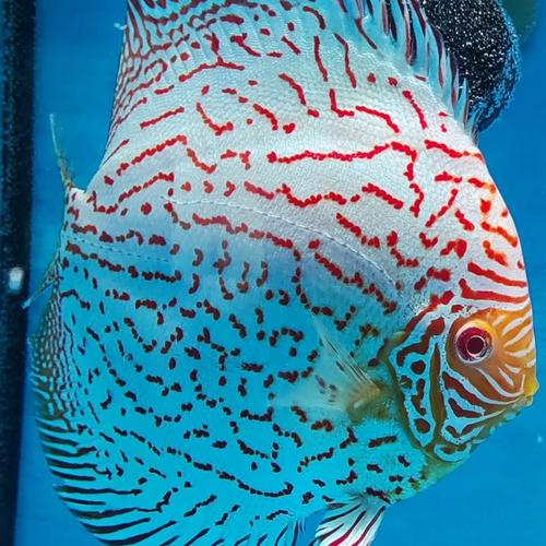 Jual discus pigeon 3in/ikan hias discus air tawar - 1cm, tidak garansi ...