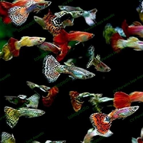 Jual Ikan Gapi - Guppy Jantan Paket 10ekor Warna Warni - Kota Bekasi ...