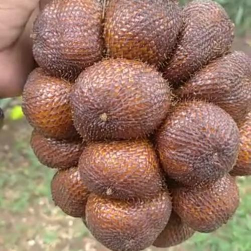 Jual Salak Gula Pasir Asli bali 1kg - Jakarta Timur - Buah Segarin ...