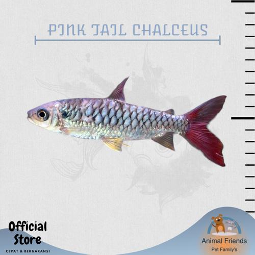 Jual Ikan Hias Pinktail Characin (Ikan Aquascape) Ukuran 7-8 Cm - Kota ...