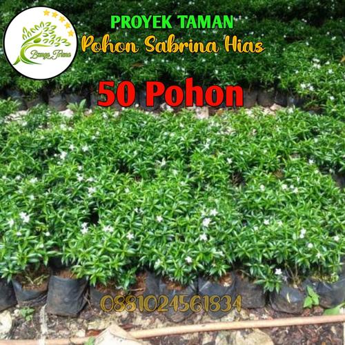 Jual Tanaman proyek pohon bunga sabrina/melati rombusa putih 50 pohon ...