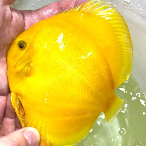 Jual Discus golden 3inch/ikan discus air tawar - 1cm, tidak garasni ...