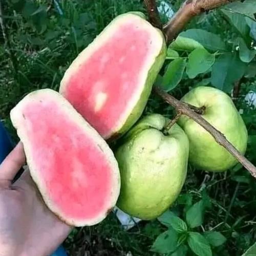 Jual Bibit jambu farang merah Thailand - Kab. Kediri - Florist Nursery ...