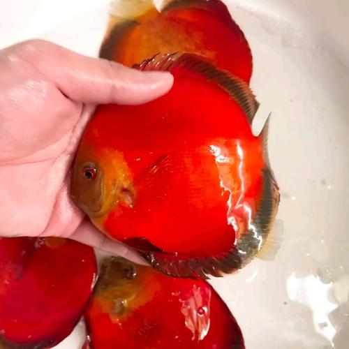 Jual Discus san merah bluerim 3inch/ikan discus air tawar - 1cm, tidak ...