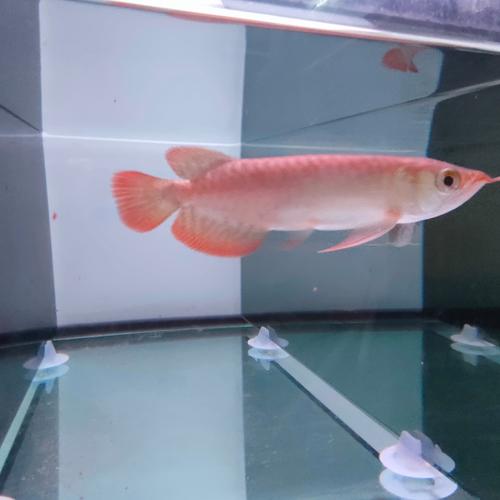 Jual arwana super red - Jakarta Utara - dika no mercy fish | Tokopedia