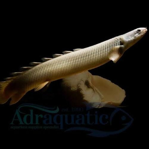 Jual Ikan Palmas Senegalus, ikan naga (belut dinosaurus) tankmate ...
