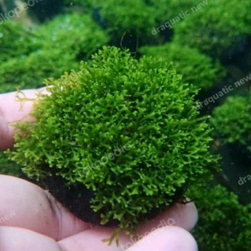 Jual Wabikusa Moss Ricardia Aquascape - Jakarta Barat - draquatic new ...