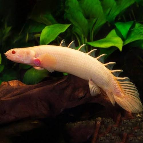 Jual Ikan Palmas Senegalus, ikan naga (belut dinosaurus) tankmate ...