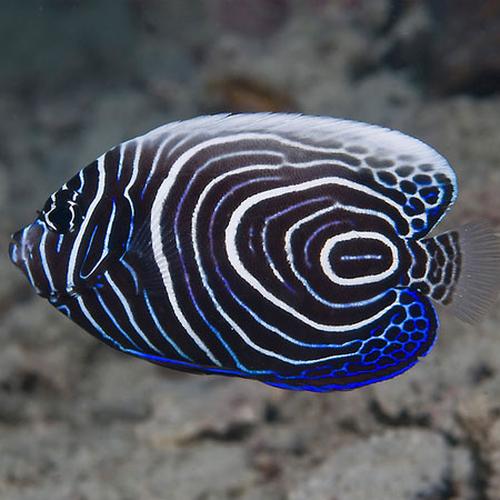 Jual Blustun Asli / Emperor Angelfish juvenile - Ikan Hias Laut - Kota ...
