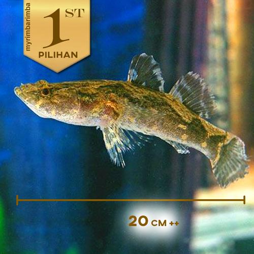 Jual Marble Goby Ikan Hias Predator Hiasan Aquarium Tanaman Air ...