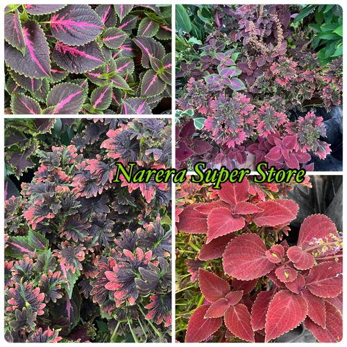 Jual Miana Cantik Warna Warni Merah Kuning Ungu Bunga Tanaman Hias ...