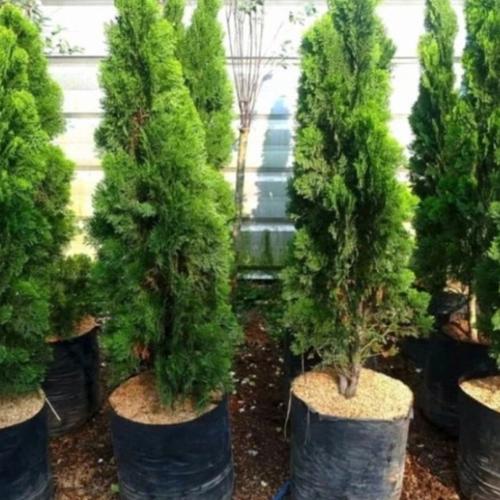 Jual Bunga cemara kipas ukuran 1 meter - Kab. Kediri - Sumber Rejeki ...