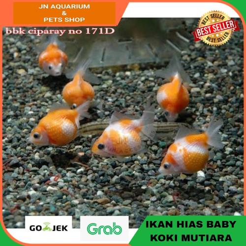 Jual IKAN HIAS KOKI MUTIARA BABY / IKAN KOKI MUTIARA / IKAN HIAS ...