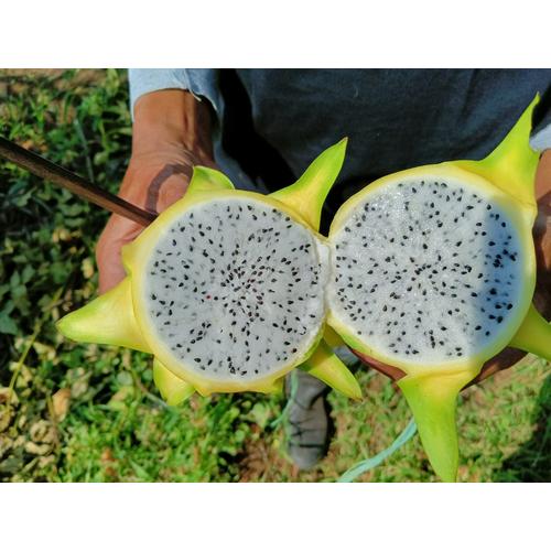 Jual buah naga +kuning+fresh+premium+manis+1kg - Kota Bandung - yepun ...