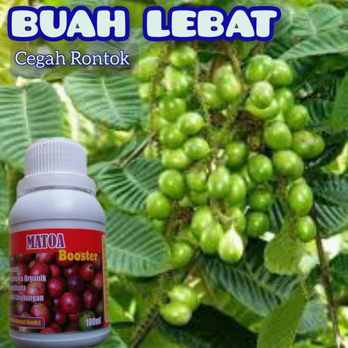 Jual Pupuk Pelebat Buah Matoa Pupuk Booster Matoa Cepat Berbuah Lebat - Kab. Bantul - Central ...