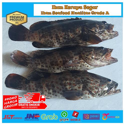 Jual Ikan Kerapu Grouver/Ikan Kerapu Segar Seafood - 1Kg Isi 4 Ekor ...