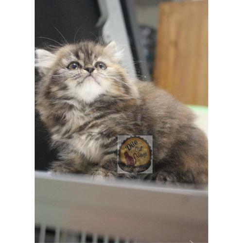 Jual Kucing Persia Flatnose Munchkin Anggora Peaknose - Jakarta Pusat ...