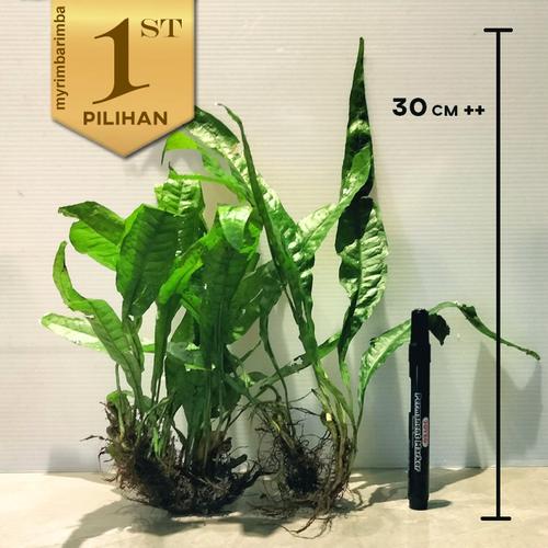 Jual Kadaka Jumbo 30 cm++ Tanaman Air Java Fern Hiasan Aquarium ...