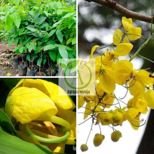 Jual Bibit Tanaman Hias Trengguli / Kayu Raja (Cassia fistula L ...
