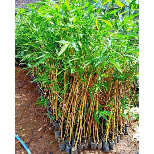Jual Jual 500gr Tanaman Hias Bambu Kuning I Pring Kuning Siap Tanam ...