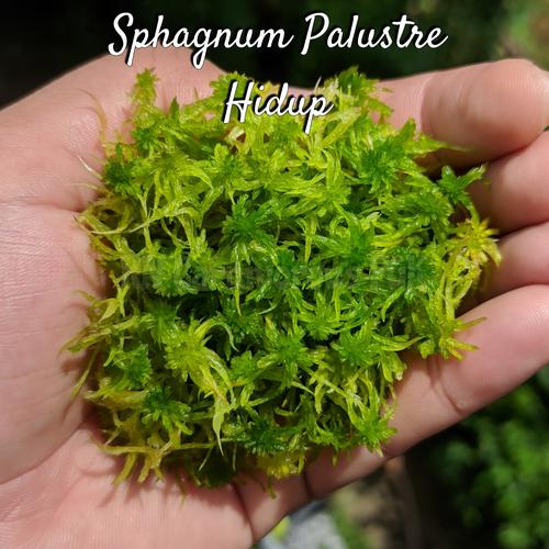 Jual Sphagnum Moss Hidup/lumut hidup toping tanaman paludarium vivarium ...