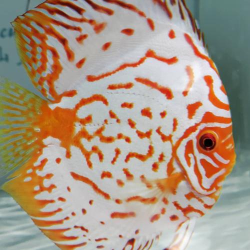 Jual DISCUS PIGEON 1INCH/ikan discus air tawar - 1CM, TIDAK GARANSI ...