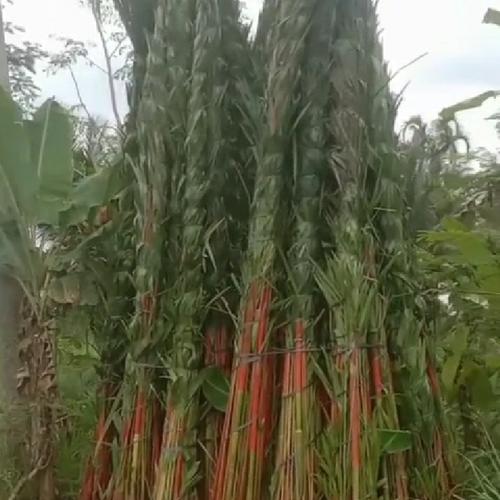 Jual pinang merah 1,5 meter - Kab. Bogor - nursery pohon | Tokopedia